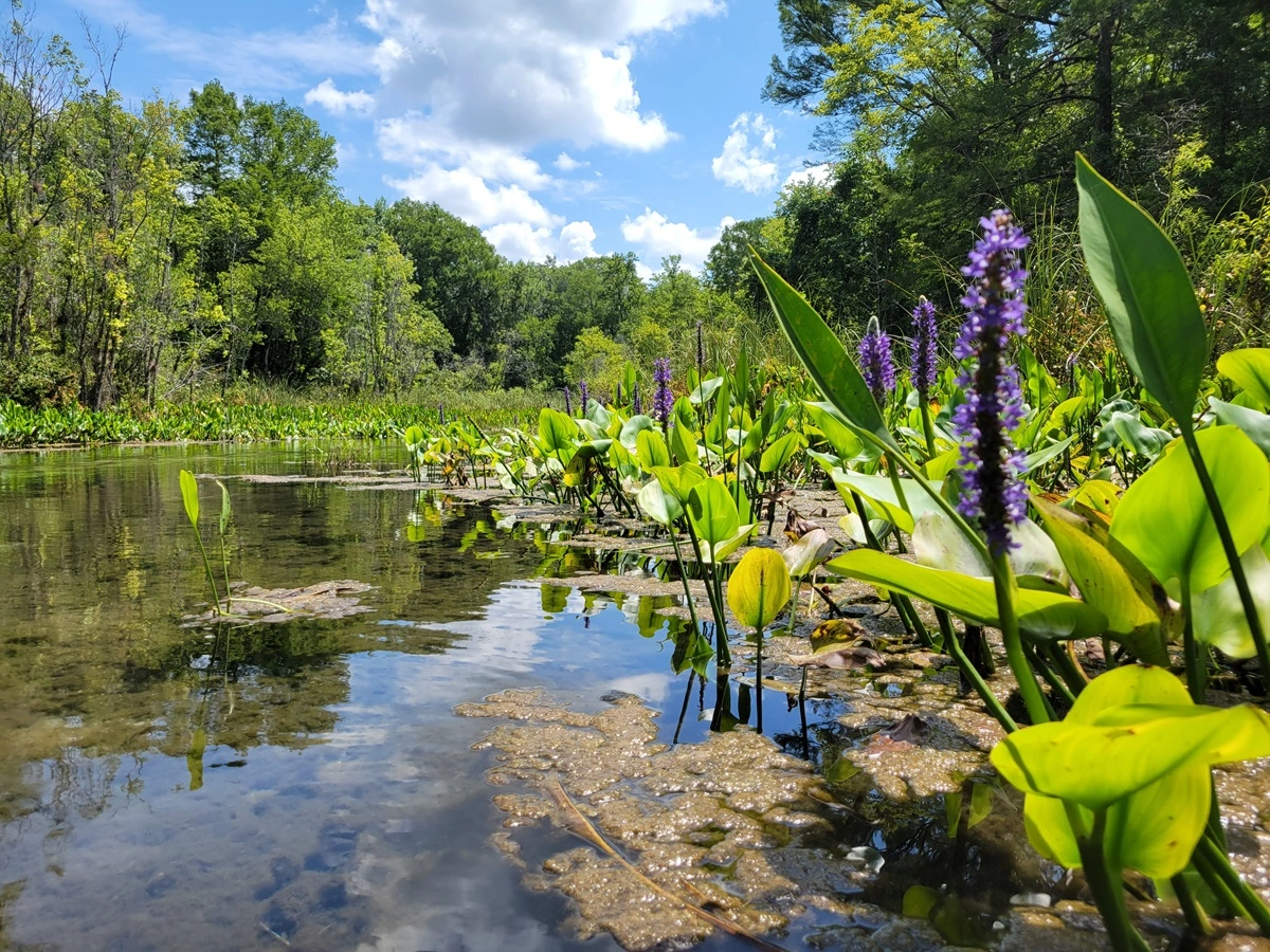 Gum Slough - George F Young
